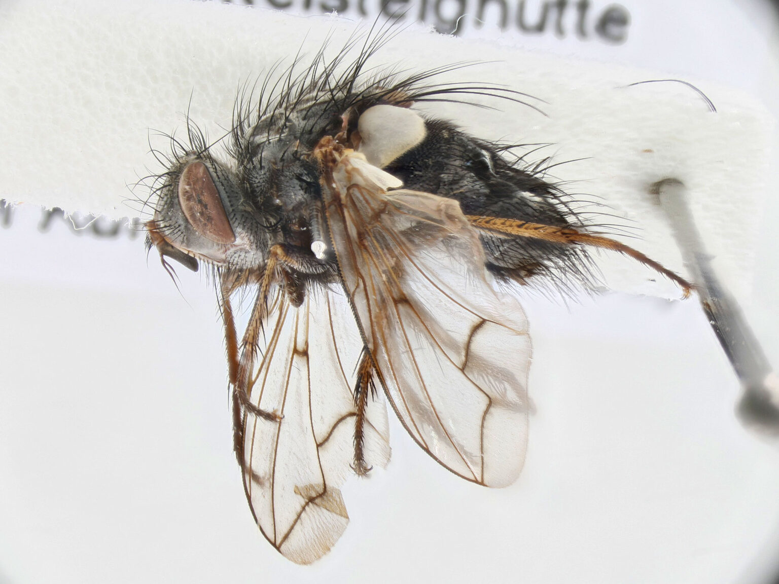 Botria subalpina found in Scotland – Tachinid Recording Scheme