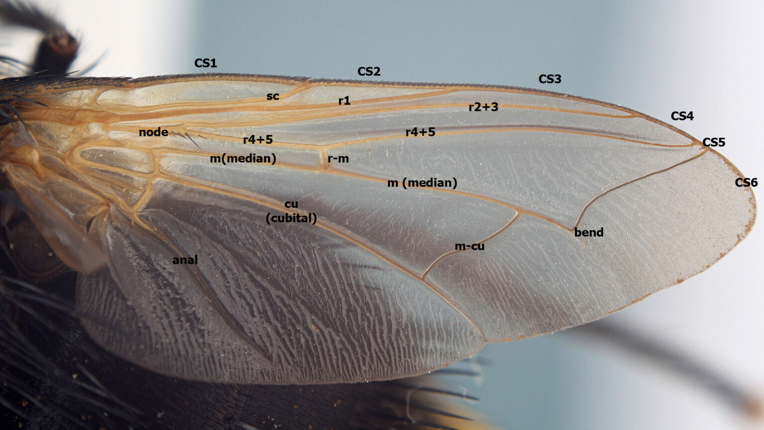 A typical tachinid wing – Tachinid Recording Scheme