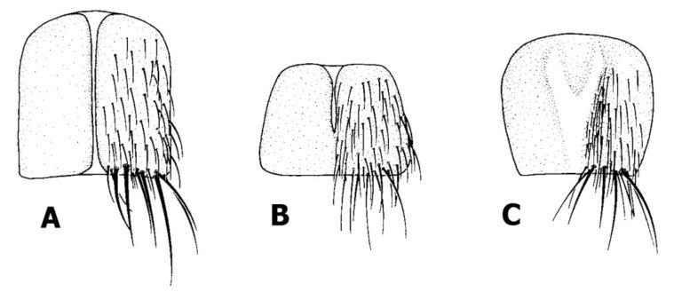 Eurithia – female sternite 6 – Tachinid Recording Scheme