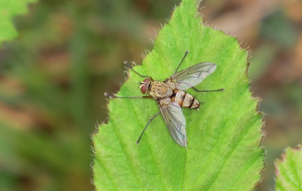 Dexiosoma caninum vs Dexia vacua – Tachinid Recording Scheme