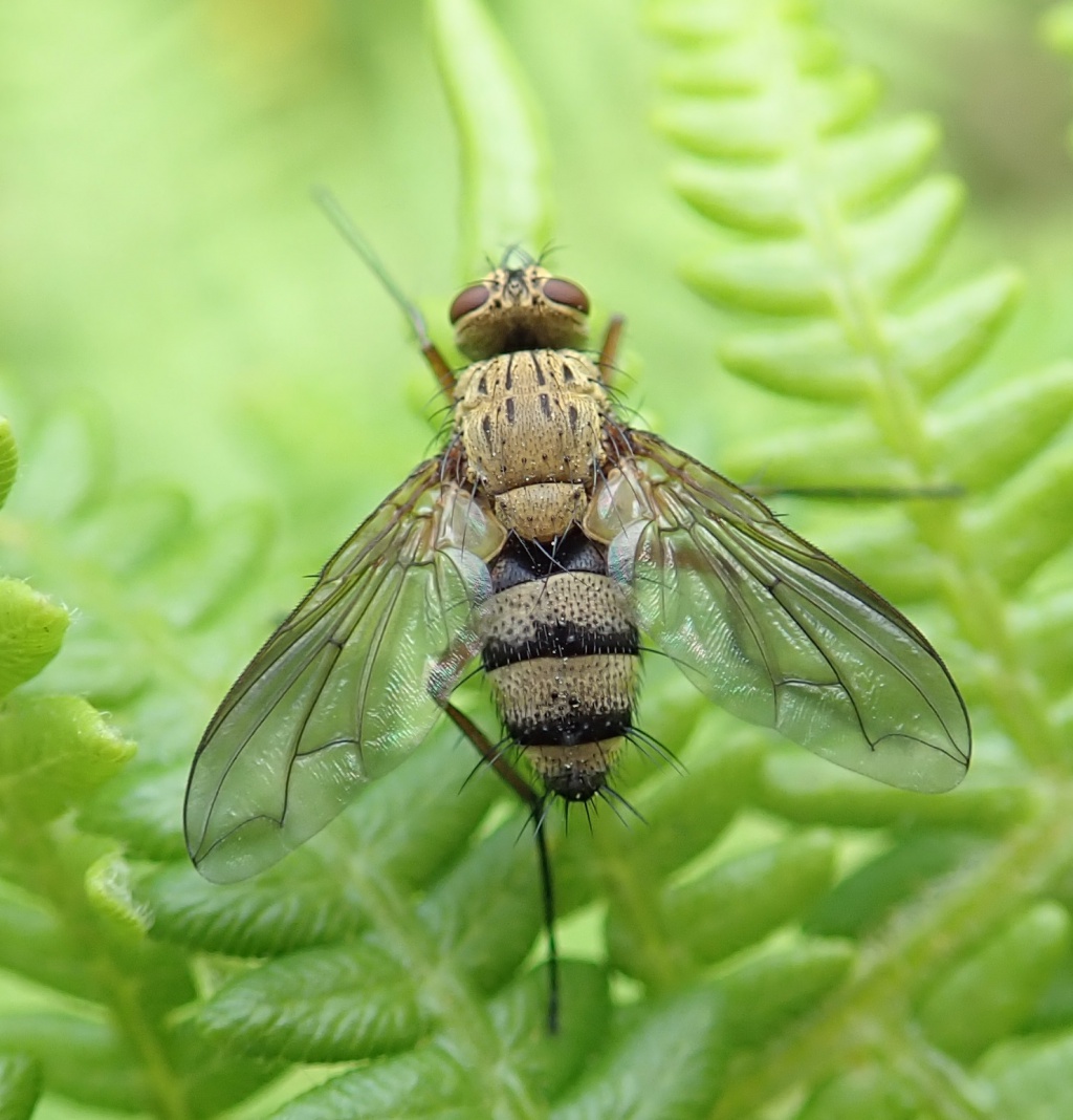Dexiosoma caninum vs Dexia vacua – Tachinid Recording Scheme